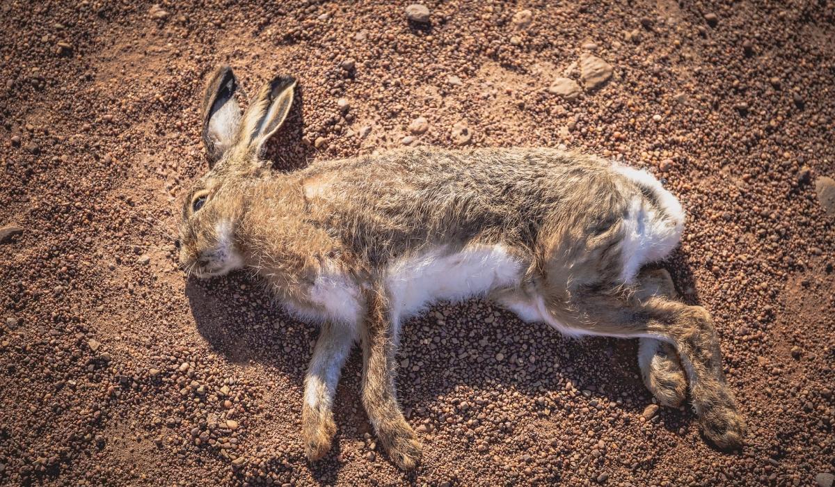 No cases of deadly rabbit virus recorded in Kildare yet - Kildare Now