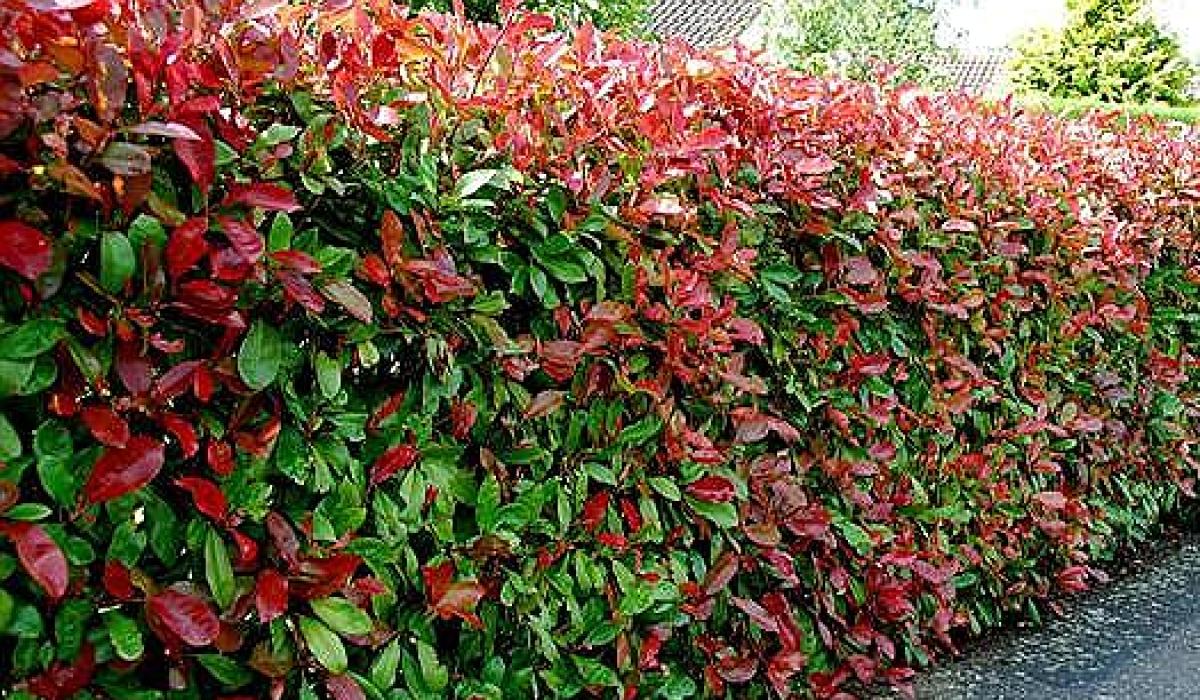 Jo on the benefits and variety in hedging plants of Laurel, Portuguese ...