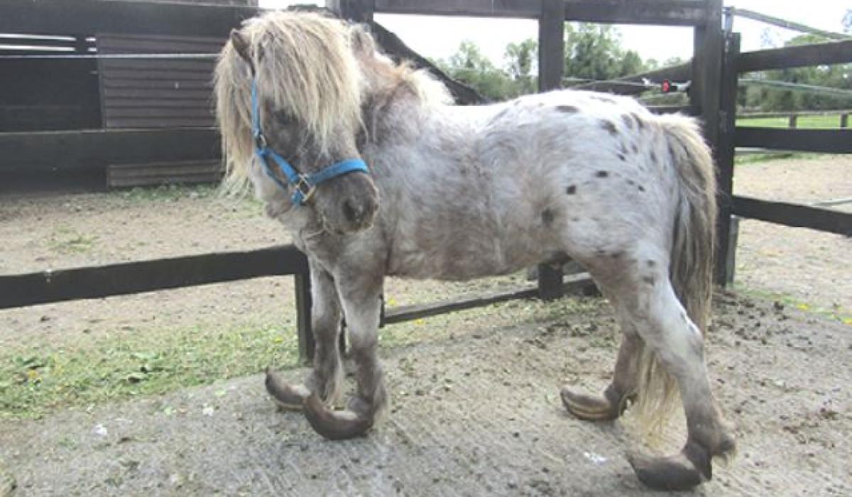 "One of the worst cases I've seen" - ISPCA rescue Shetland pony with ...