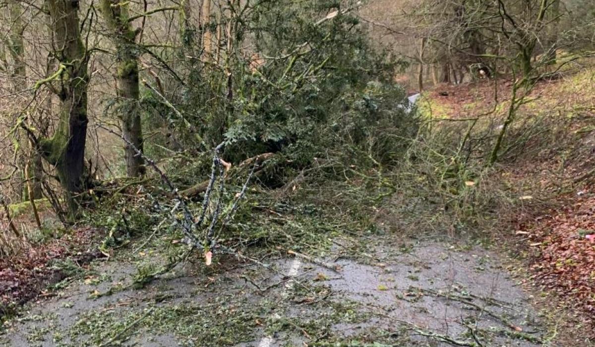 Trees down: Motorists urged to beware of falling trees or branches in ...