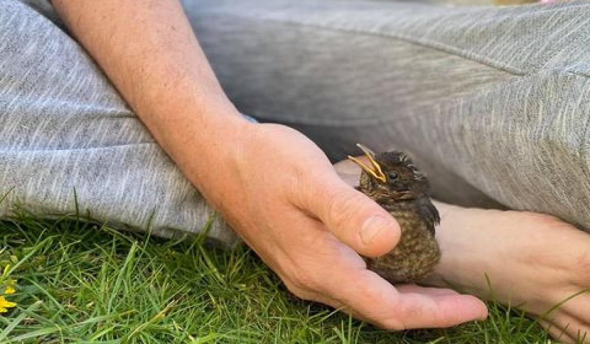WATCH: Bird rescued by firefighter is nursed back to health by Kildare ...