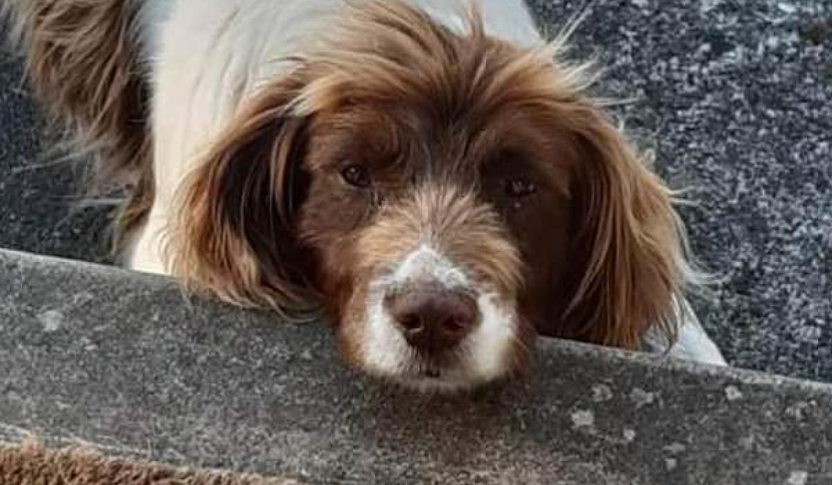 Ringo's return: Dublin dog shelter helps reunite Kildare family with ...