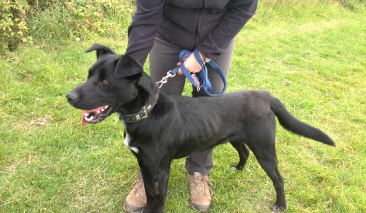 KWWSPCA dog count - from 4 dogs to 21 in three days! - Kildare Now