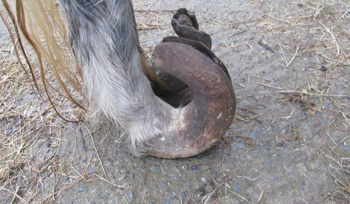 Ponies with painful overgrown hooves rescued - Photo 1 of 1 - Kildare Now