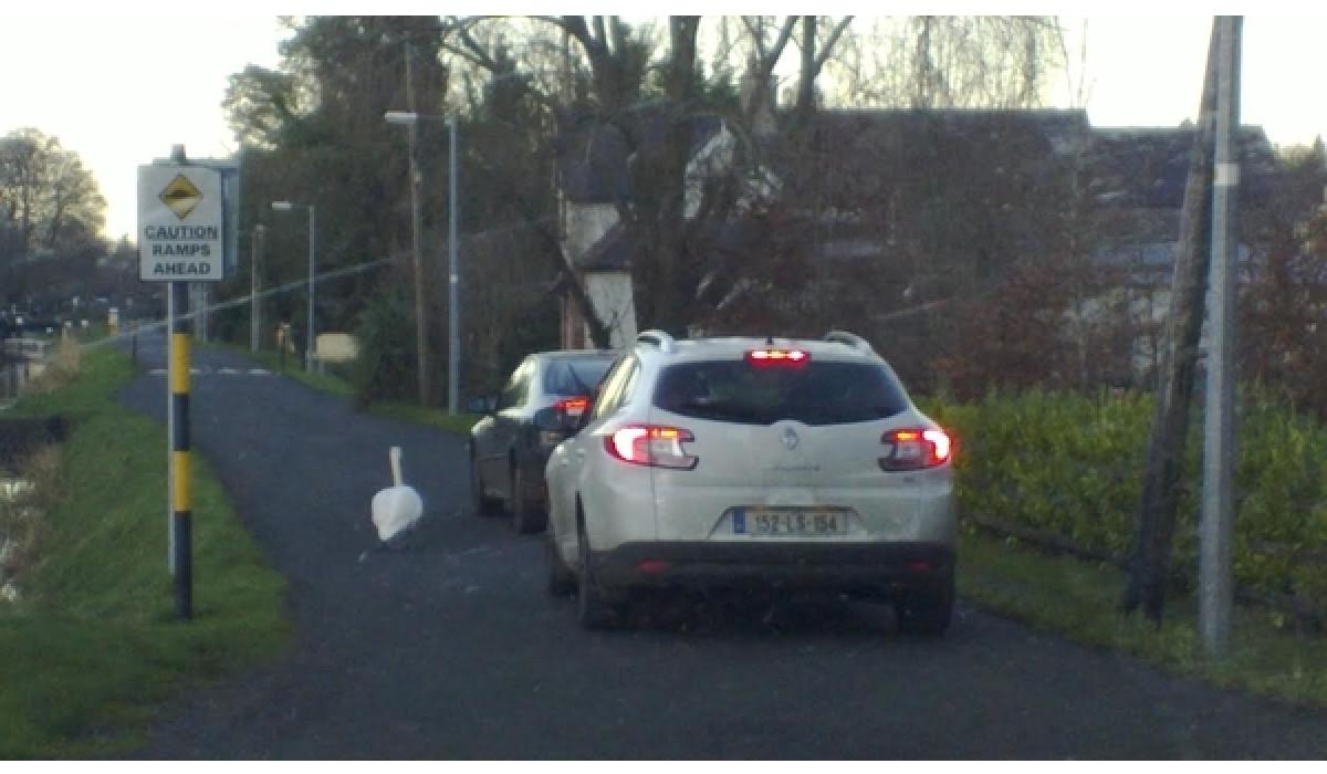 This bird has some neck swanning around Naas! - Photo 1 of 1 - Kildare Now
