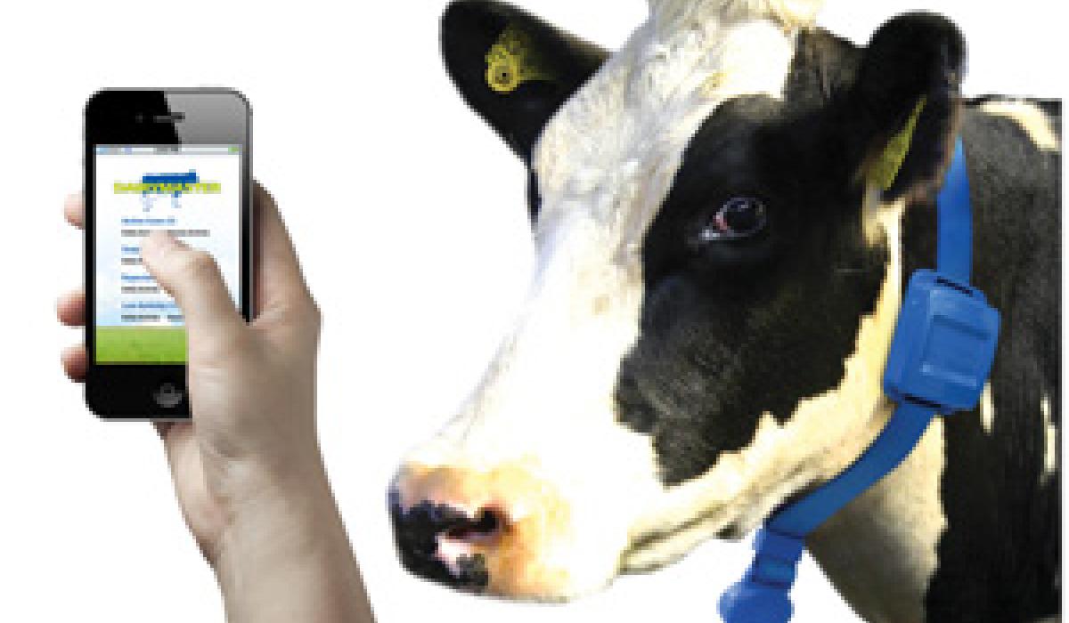 Cows to wear hi-tech tracker devices on Kildare farm - Kildare Now
