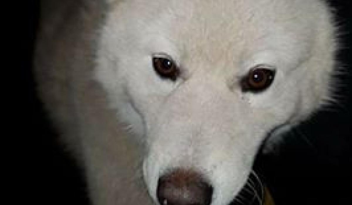 Stray huskies running in front of busy Co Kildare traffic this evening ...