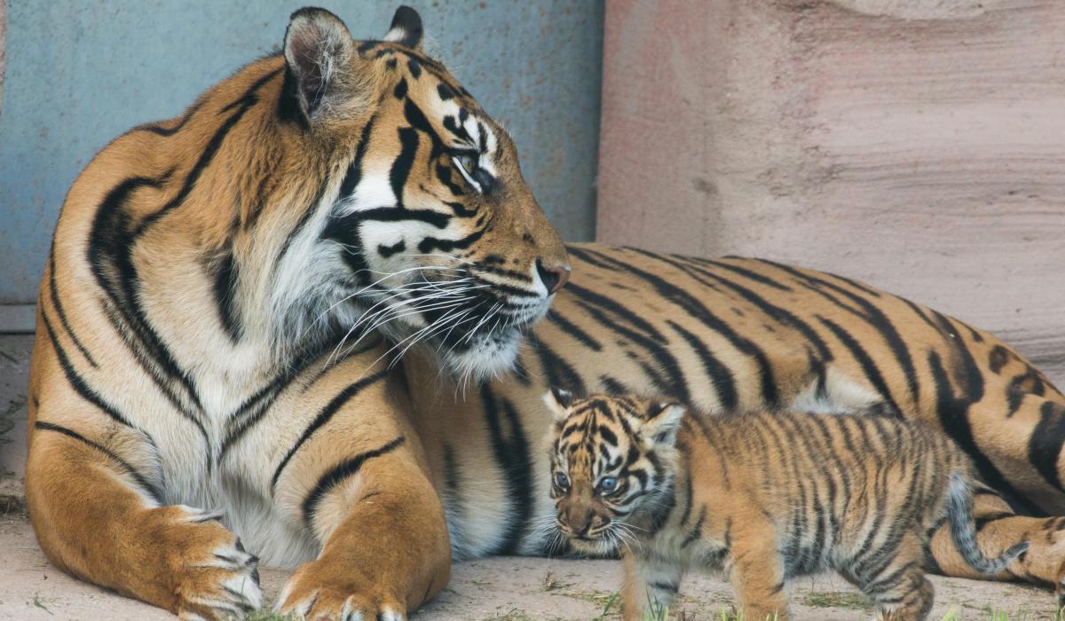 Rare Sumatran Tiger cub born at Fota Wildlife Park - Kildare Now