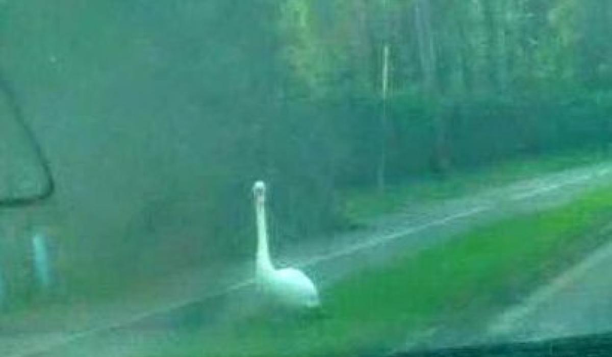 TRAFFIC: Loose swan on N7 near Naas Ball - Photo 1 of 1 - Kildare Now