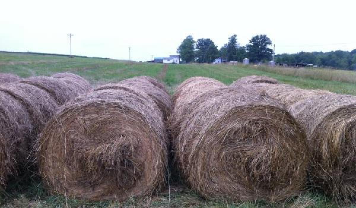 First fodder shipment arrives in Ireland to help beleaguered farmers ...