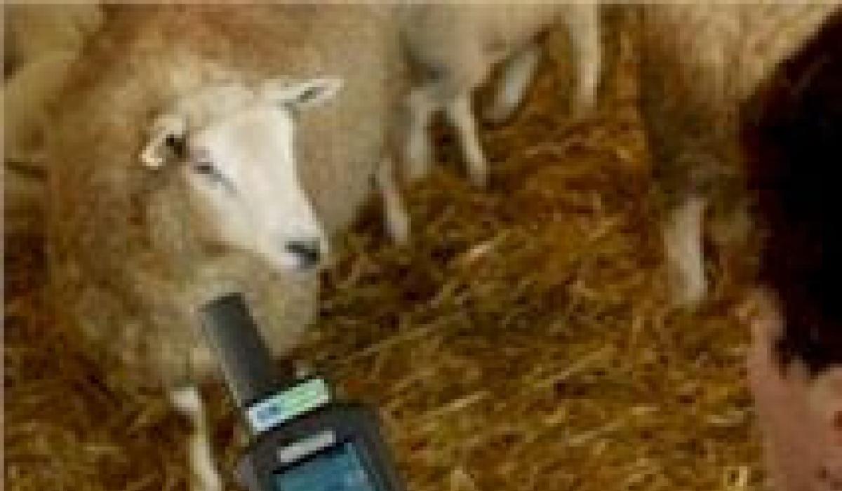 Farmers getting set for shearing season - Kildare Now
