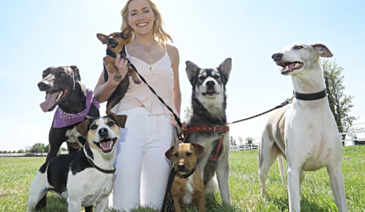 Dog Show entries all ready for Tattersalls International Horse Trials ...