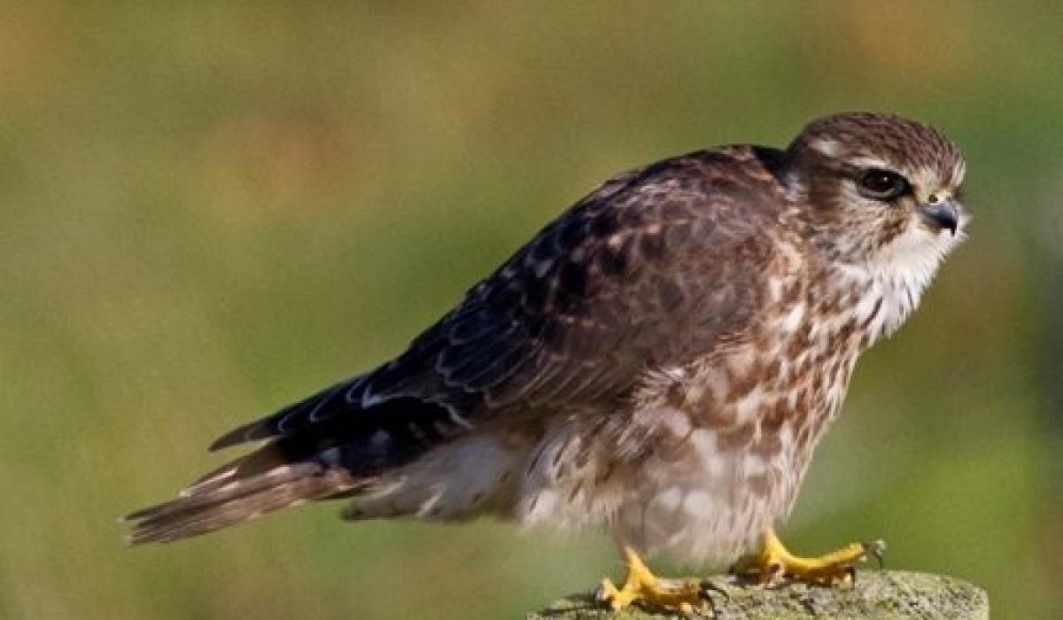 Appeal for sightings of Ireland's smallest bird of prey - Kildare Now