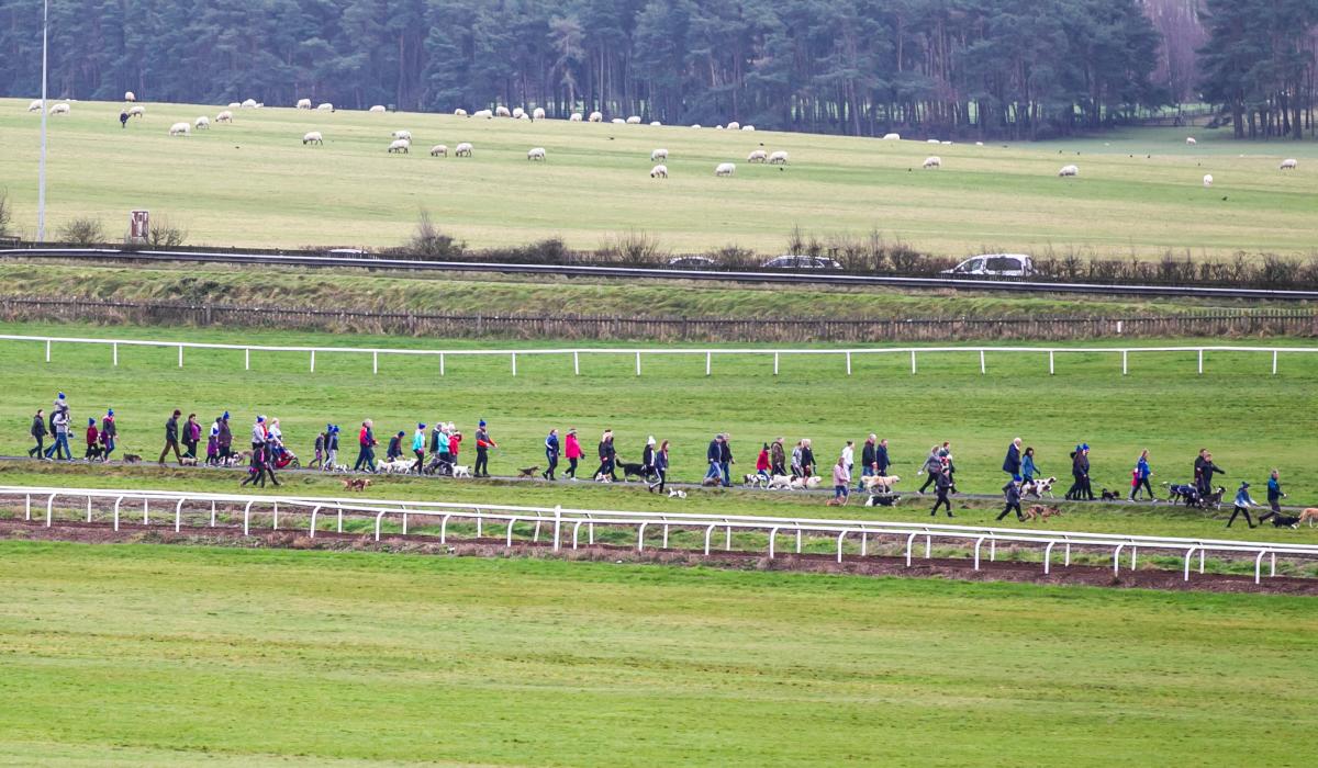PHOTO GALLERY: Curragh Annual Dog Walk - Photo 1 of 18 - Kildare Now