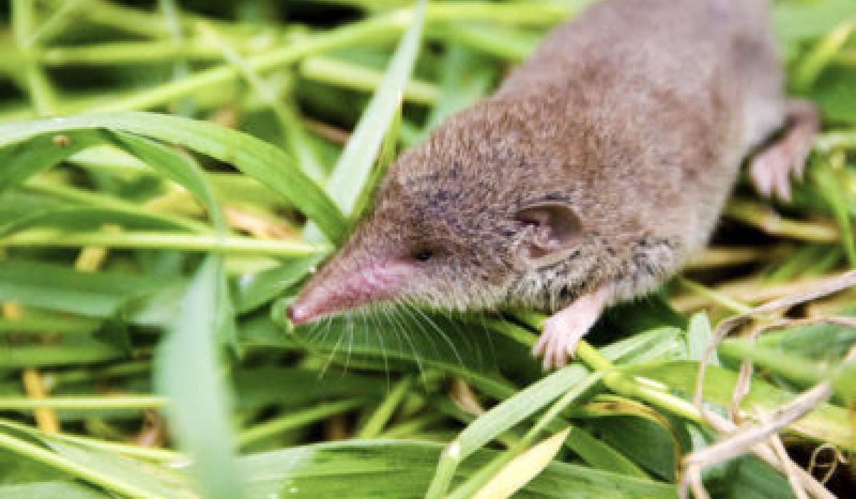 Call to report sightings of unwanted mouse-like creature in Kildare ...