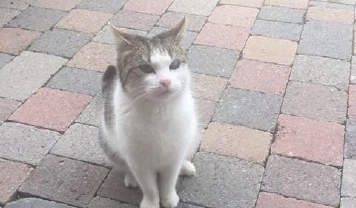 Owner 'heartbroken' over missing cat blind in one eye - Kildare Now