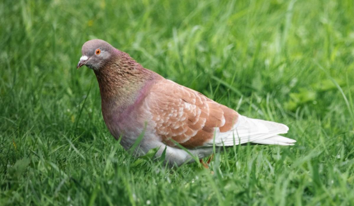Kildare pigeon auction to be held for Autism Ireland - Kildare Now
