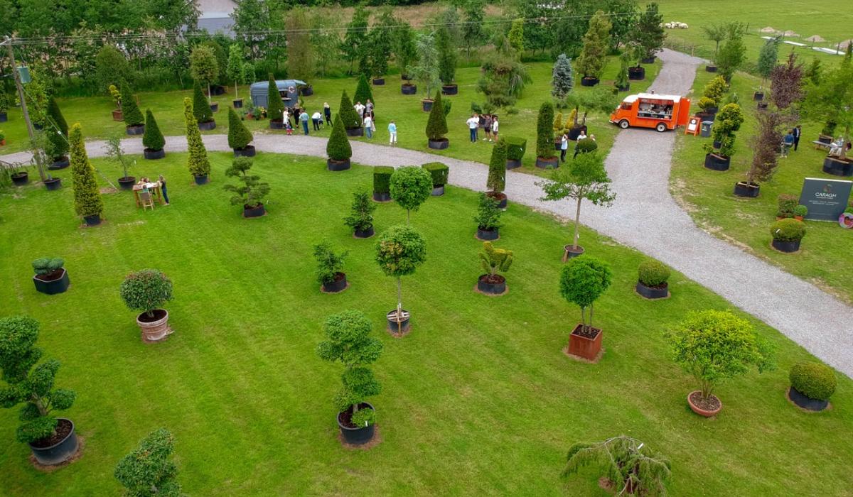 IN THE GARDEN WITH JO: Rediscover the beauty of trees - Kildare Now