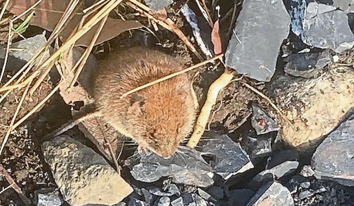 KILDARE WILDLIFE COLUMN: Rare Bank Voles live in shallow burrows - Kildare Now
