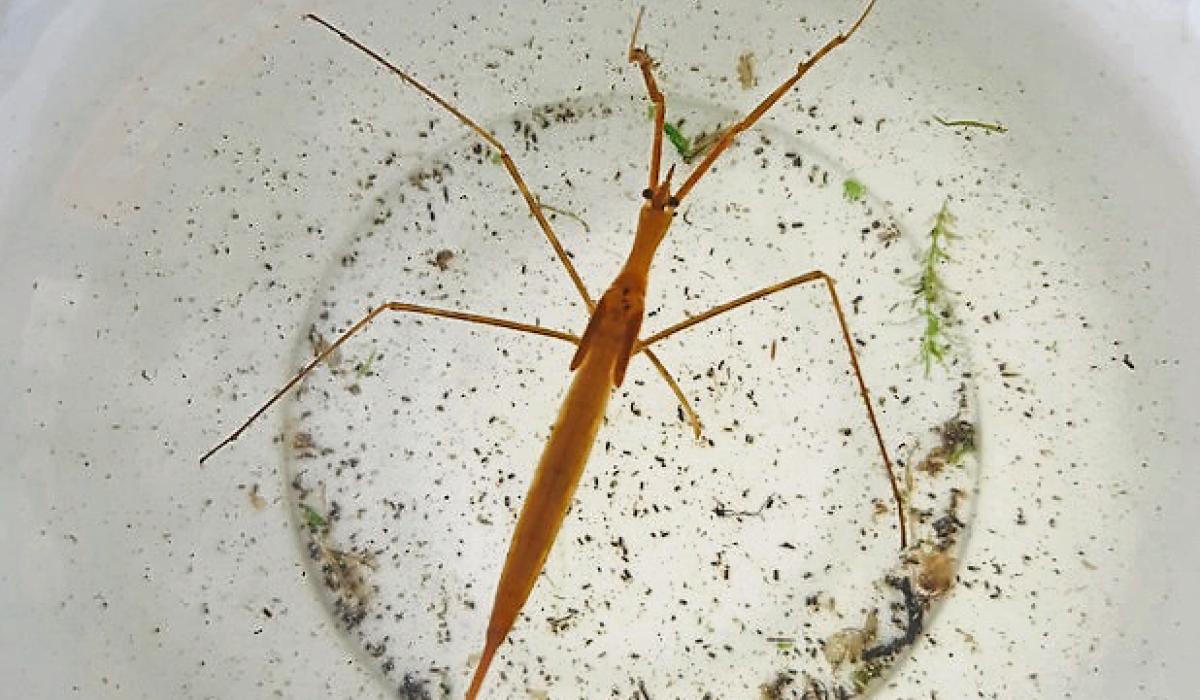 KILDARE WILDLIFE WATCH: Underwater predator related to water scorpion ...
