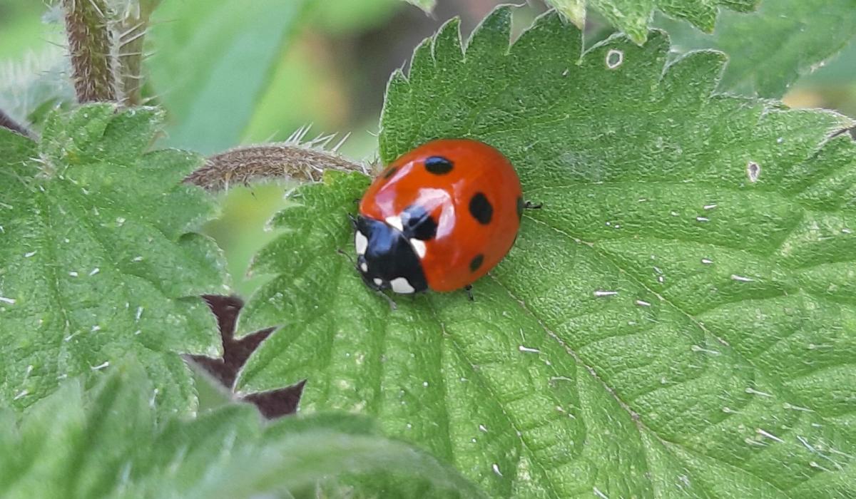 KILDARE WILDLIFE WATCH: Did you know there are 19 species of Ladybird ...