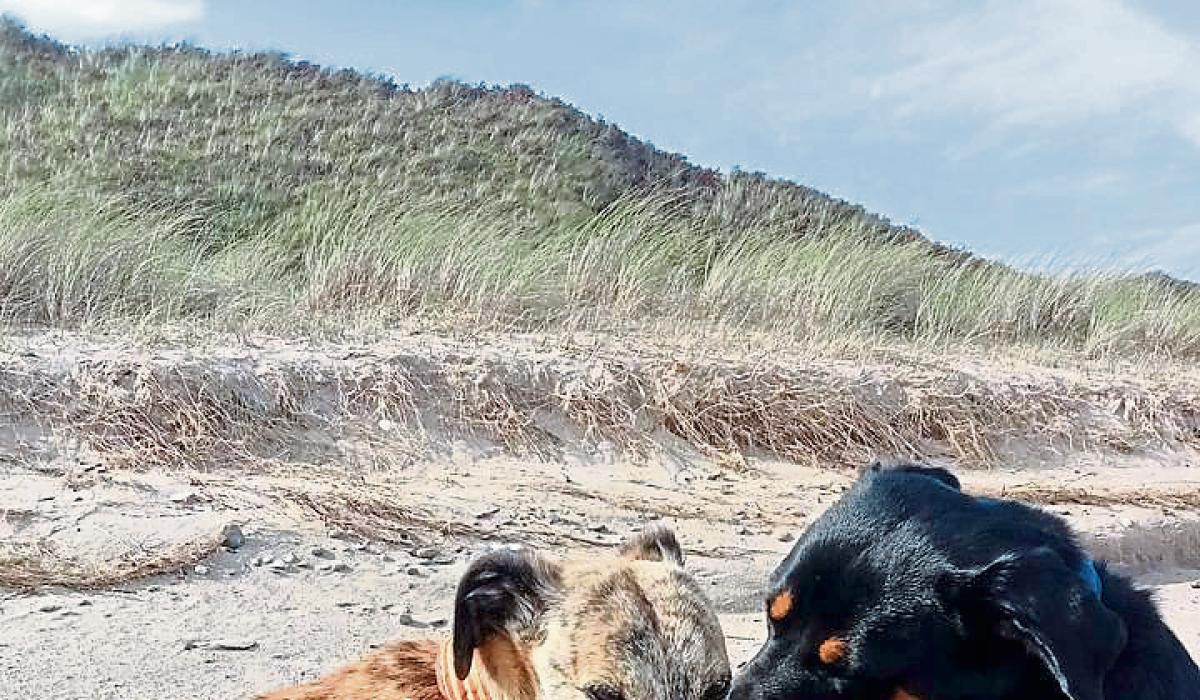 KILDARE ANIMALS IN NEED: Third time lucky for unassuming Libby - Kildare Now