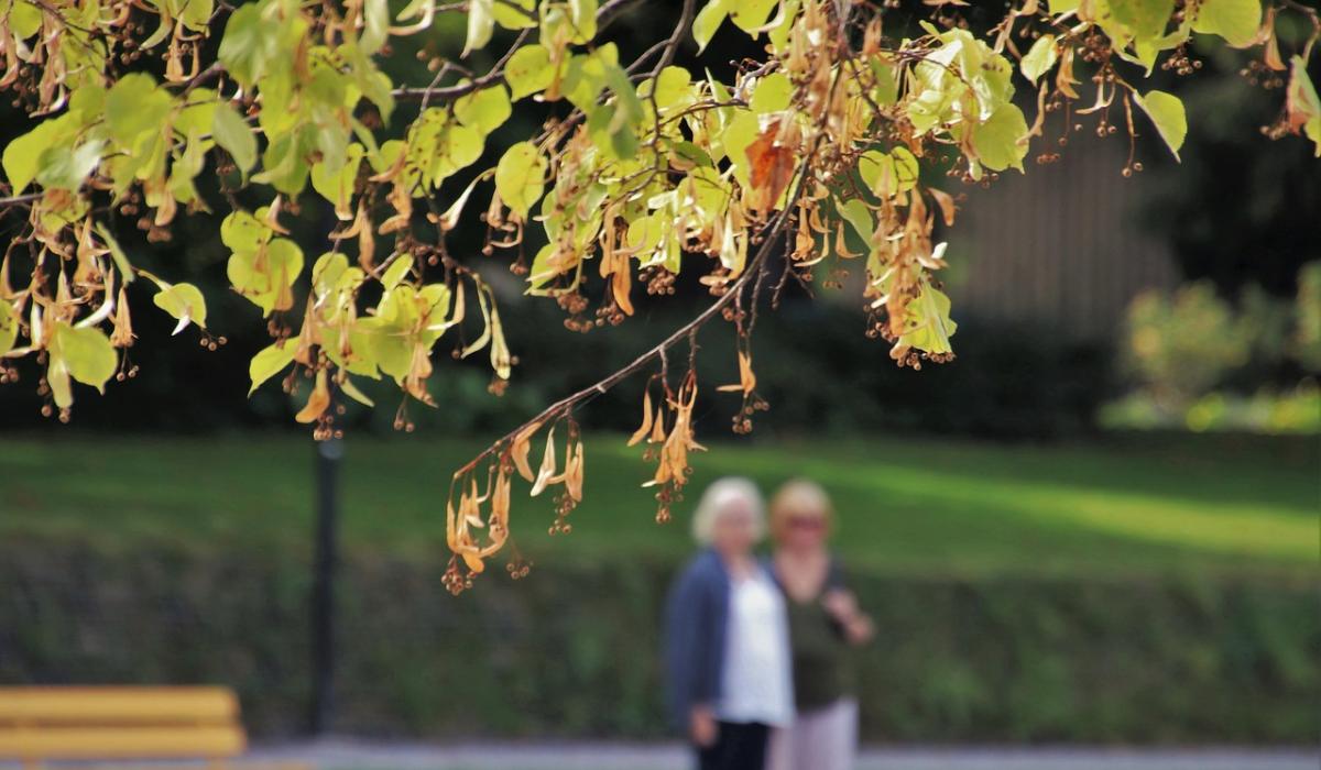 New town park proposed for Clane, County Kildare, planning permission ...