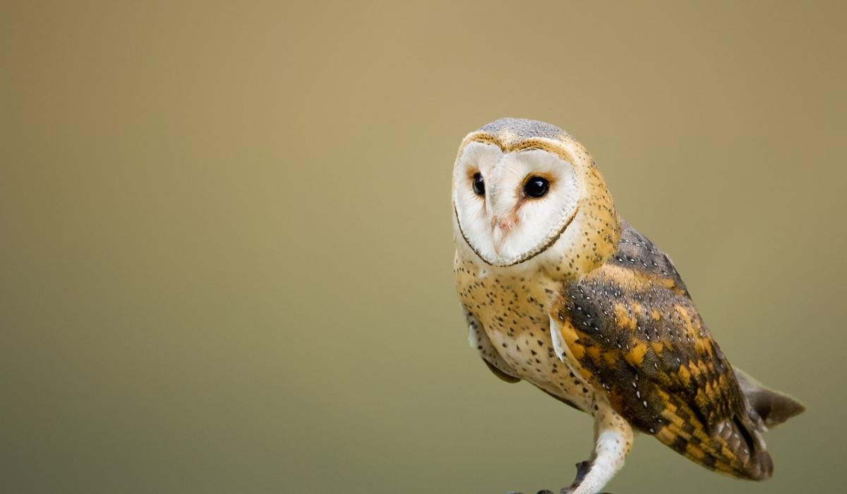 BirdWatch Ireland launch Kildare Barn Owl survey - Kildare Now