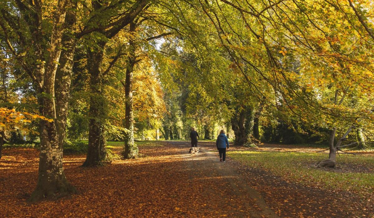 Almost €95,0000 for Coillte forests and parks in Kildare - Kildare Now