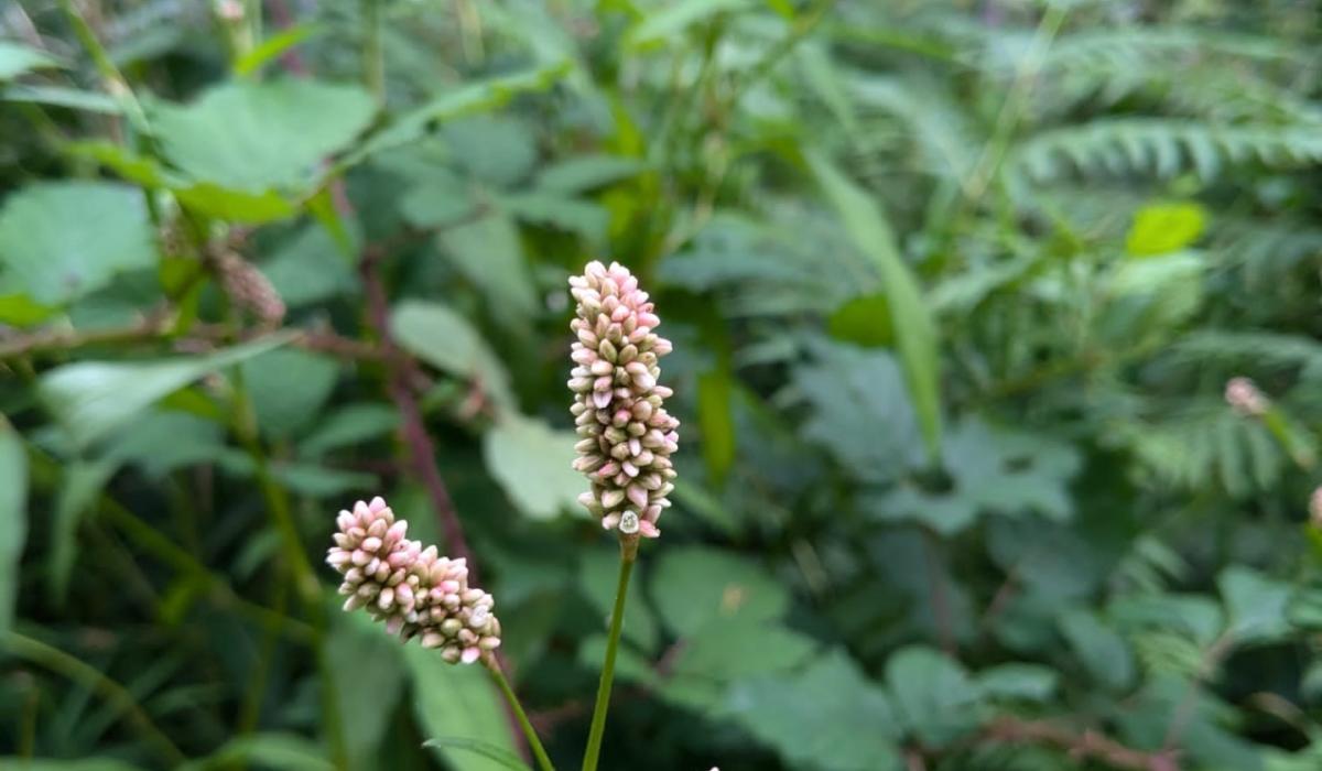 Kildare Wildlife Watch: Redshank is also known as ‘Lady’s Thumb ...