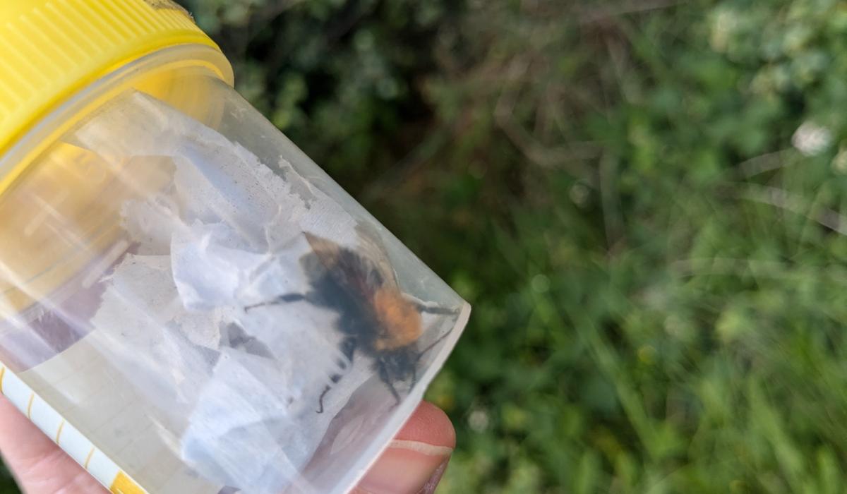 Tree Bumblebee now found in County Kildare - Kildare Now