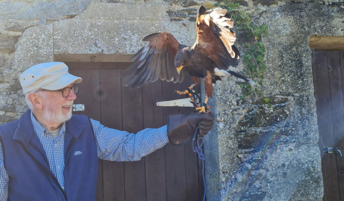 Newbridge artist holding exhibition of paintings of birds of prey in ...