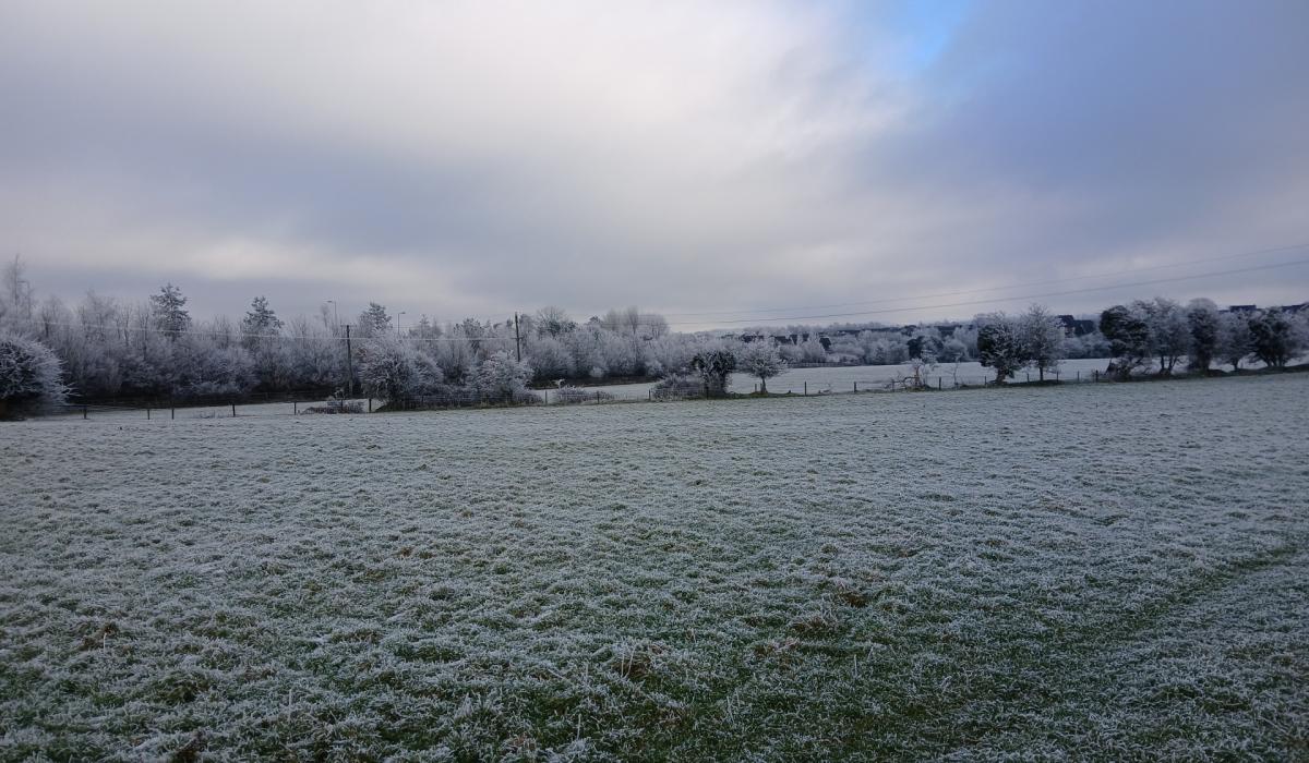 KILDARE: Rycyling your Christmas tree - Kildare Now