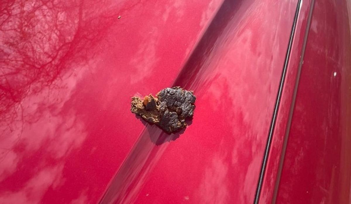 Warning in Kildare after dog poo 'launched' at car in horrifying ...