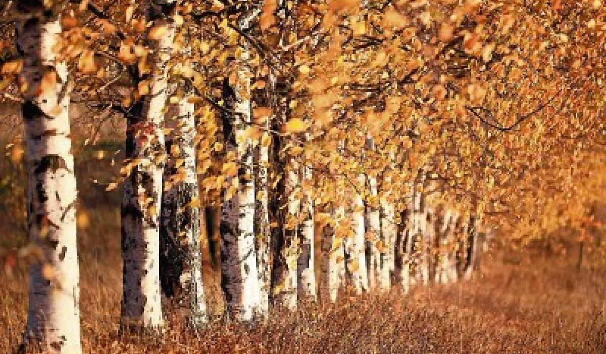 Gardening with Jo: Trees for a reason this season - Kildare Now