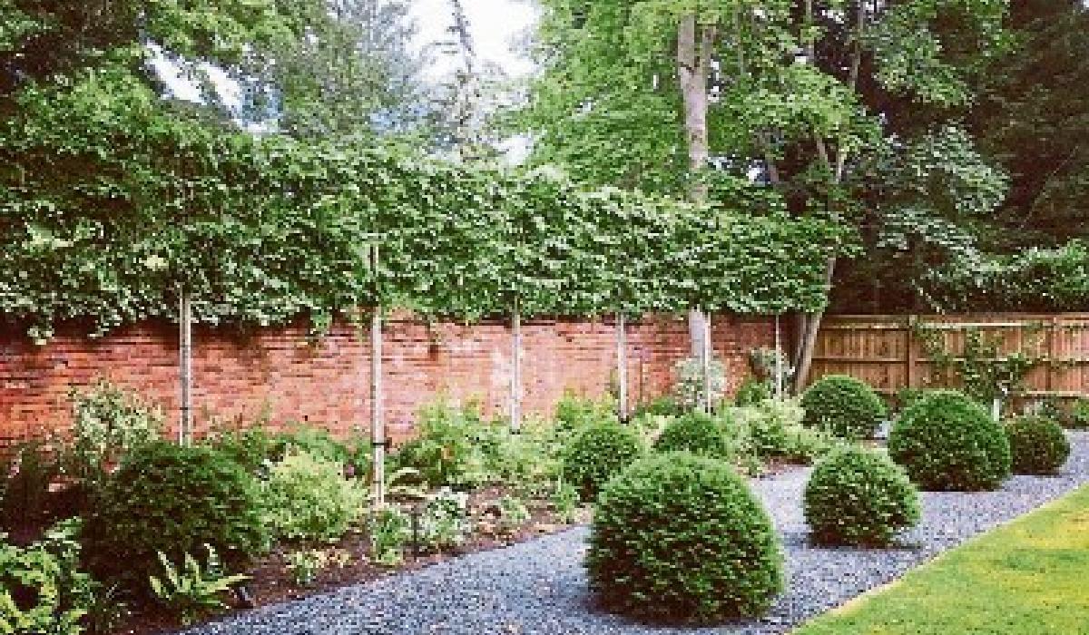 Gardening: Trees to protect our sanctuary gardens - Kildare Now
