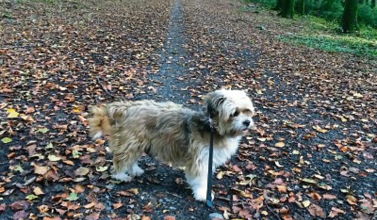 How our dogs kept us sane during Covid-19 lockdown stress - Kildare Now