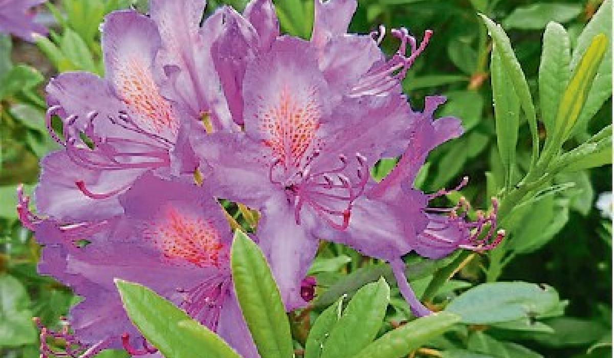 Kildare's Wildlife Watch: Rhododendron pushing out native species ...