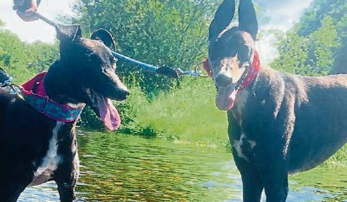 KWWSPCA: Gorgeous greyhounds would love a home - Kildare Now