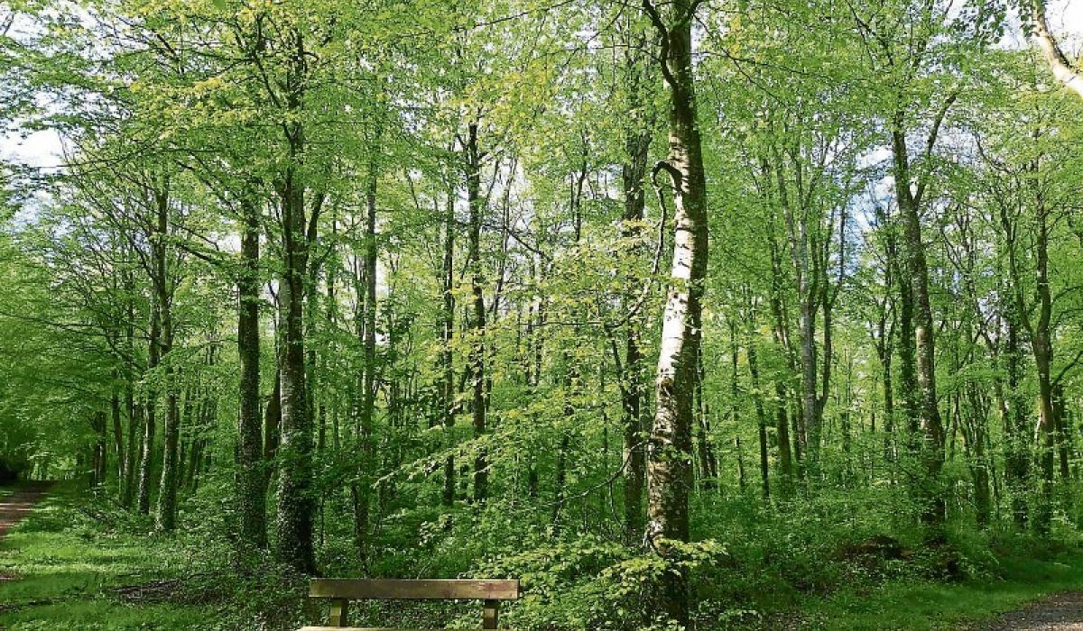 Large sum of money allocated to Kildare's Moore Abbey - Kildare Now