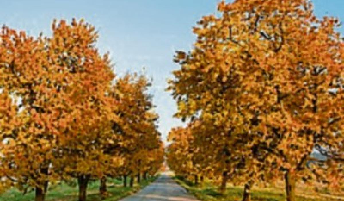 Gardening with Jo: Trees for a reason - Kildare Now