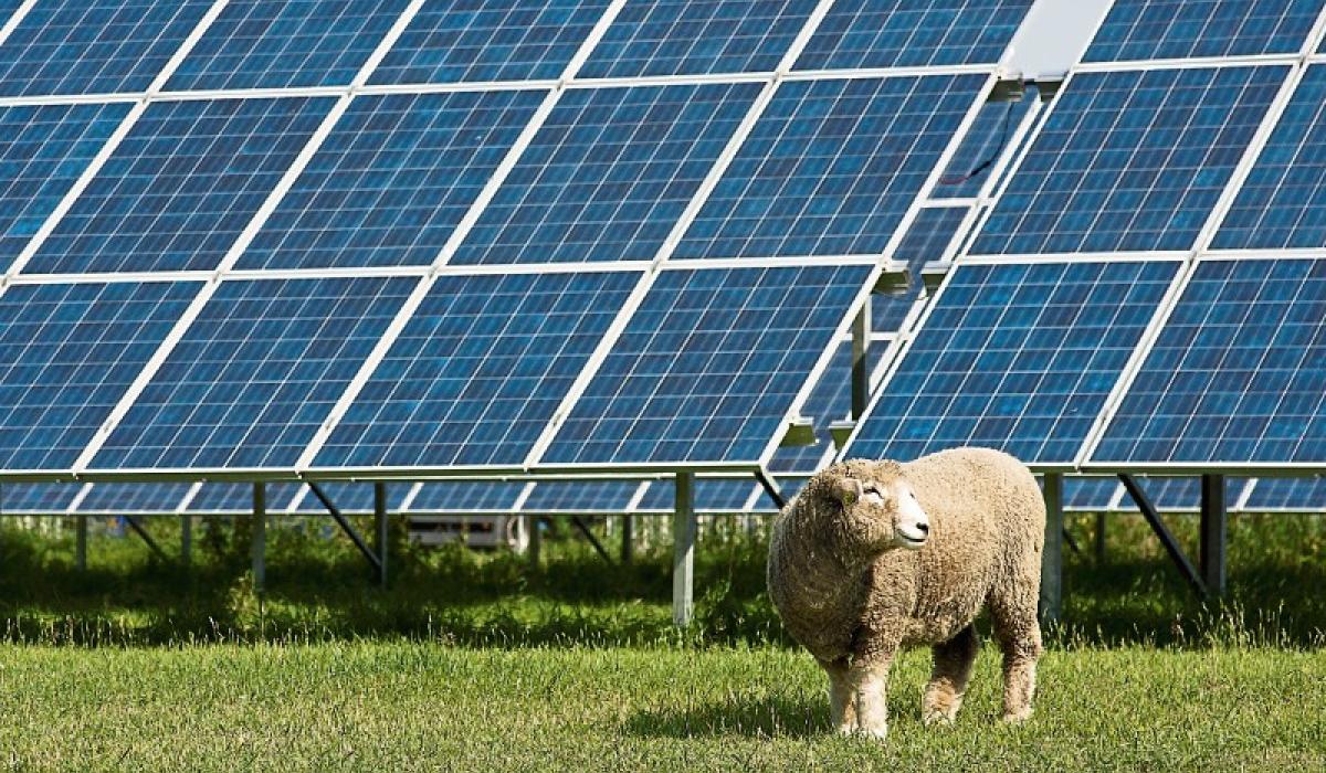 Plans revealed for Kildare solar farm to operate for 35 years - Kildare Now
