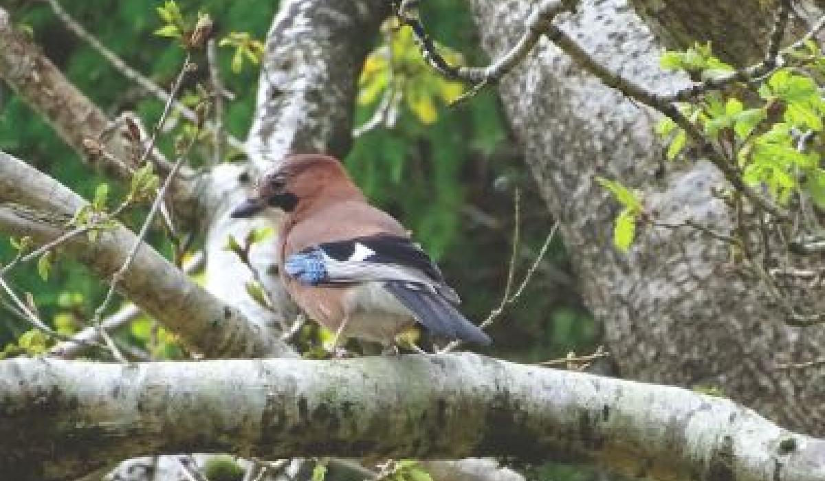 Kildare's Wildlife Watch: The jay — the lone ranger of the crow clan ...