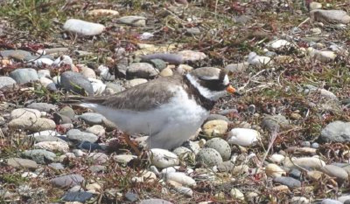 KILDARE WILDLIFE WATCH: The wetland bird that can fake an injury ...