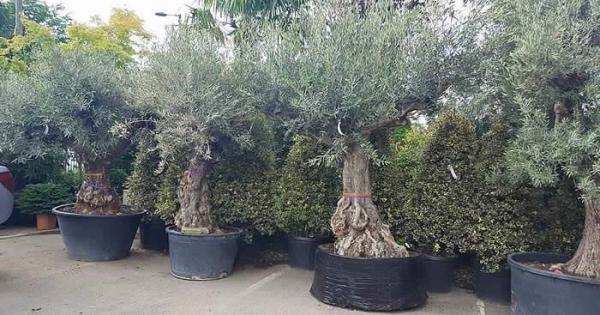 Olive trees ideal to thrive in Irish climate! - Kildare Now