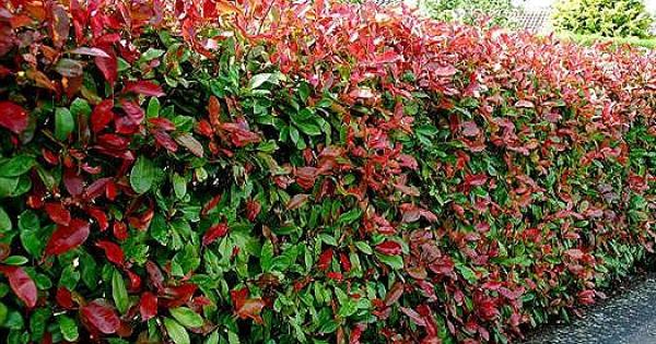 Jo on the benefits and variety in hedging plants of Laurel, Portuguese ...