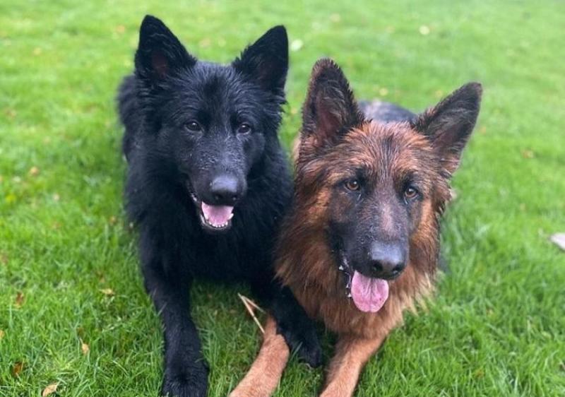 Family devastated after missing German Shepherd pets are deceased ...