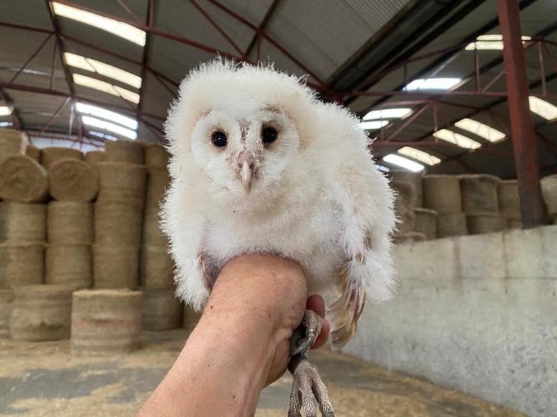 Irish National Stud boasts first Barn Owl chicks to be ringed in County ...