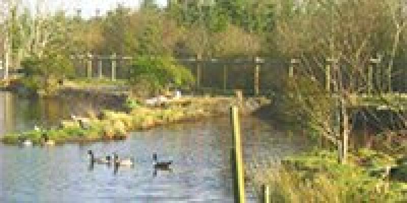 Conservation deal for popular Narraghmore Bog attraction - Kildare Now
