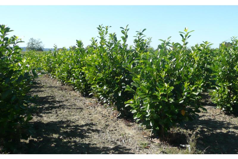 Kildare estate offered free trees to replace stolen saplings - Kildare Now